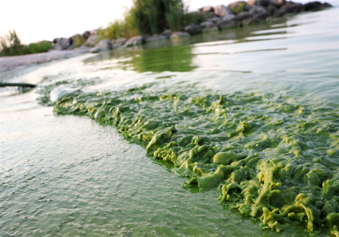 Lake Michigan Algae Bloom 2024