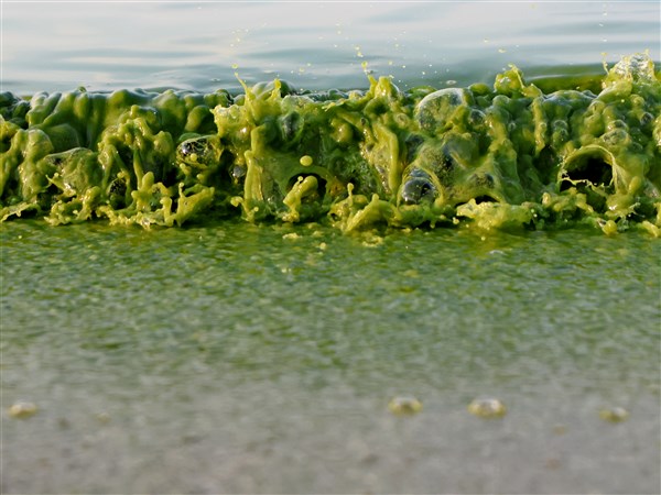 Algal bloom sets new record for arrival time | The Blade