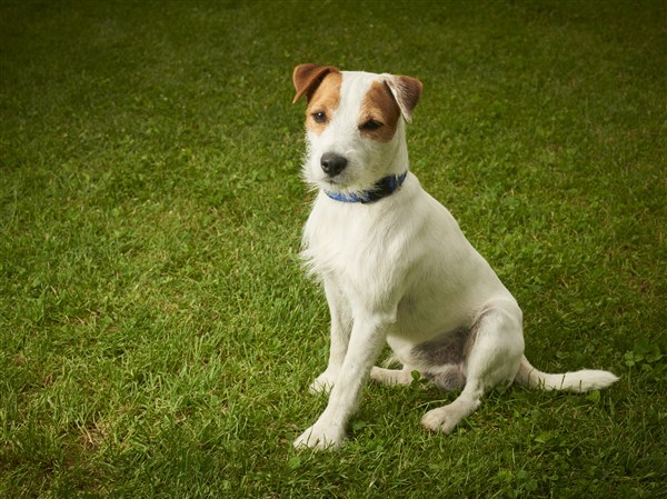 Lucas County Dogs for Adoption: 10/10 | The Blade