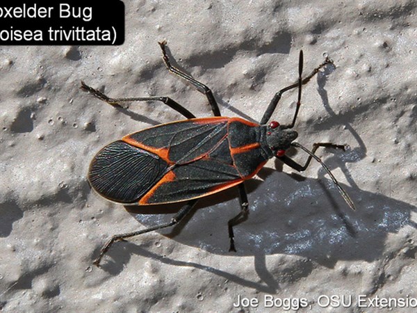 Stone: Bugs that winter over in your yard or home | The Blade