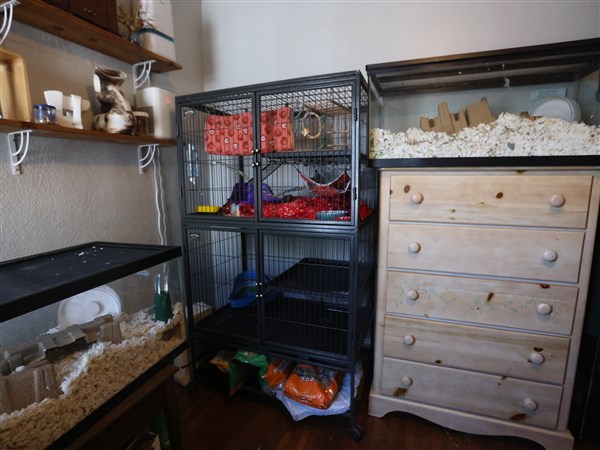 Small but mighty: Hamster rescue operation gains traction | The Blade