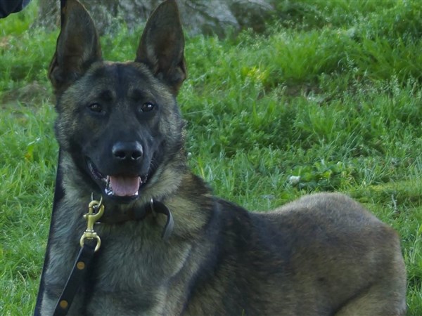 Oregon to restart its K-9 program next year | The Blade