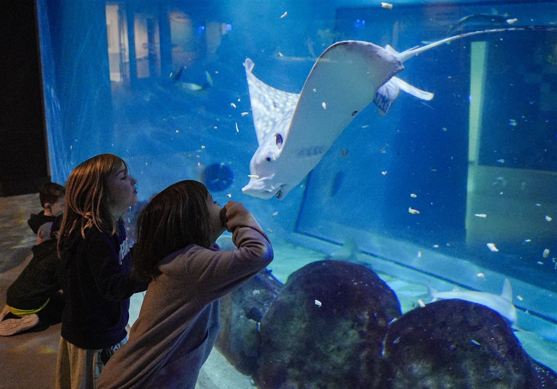 Fish Toledo Zoo Ohio Toledo Zoo Aquarium Celebrates 10 Year