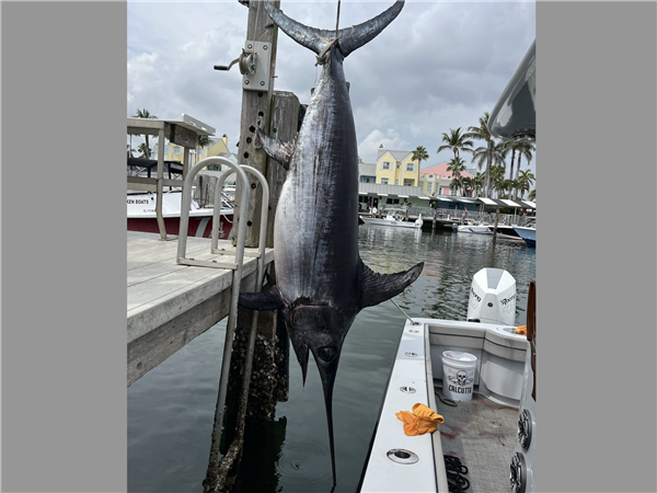 Outdoors: Toledo-area crew lands monster 562-pound swordfish | The Blade