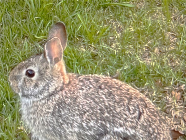 Powell: Wild rabbits mark coming of Easter | The Blade