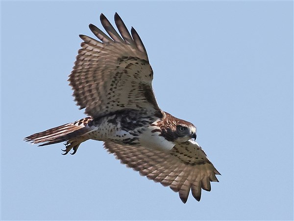 Ohio raptors provide northwest Ohio with shock and awe | The Blade