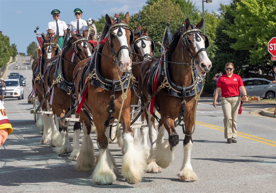 Budweiser Clydesdale Horses Tour