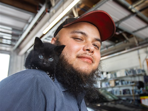 Kitten found hiding in car during oil change has found a new home | The ...