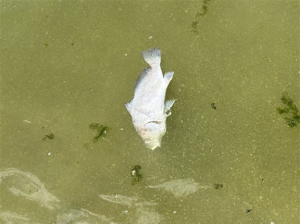 Heat wave causing myriad problems for Lake Erie's ecology | The Blade