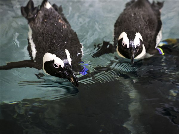 Above and beyond: Behind-the-scenes tours provide additional fun at the ...