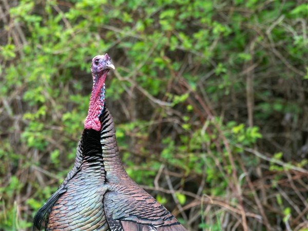 Outdoors: Ohio fishing and hunting pursuits provide enjoyment and ...