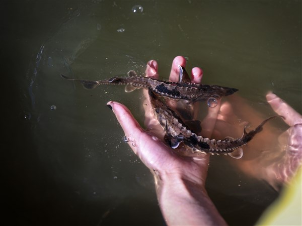Big fish, big comeback: Lake sturgeon reintegration study shows signs ...