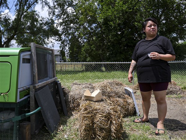 'Chicken murder' at Tatum Park shakes urban farm’s sense of safety ...